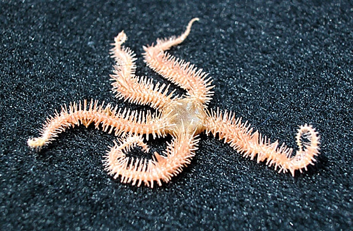 Ξεδιπλώνοντας τα μυστικά του κολλαγόνου: Πώς θαλάσσια πλάσματα όπως ο Αστερίας εμπνέουν την ...